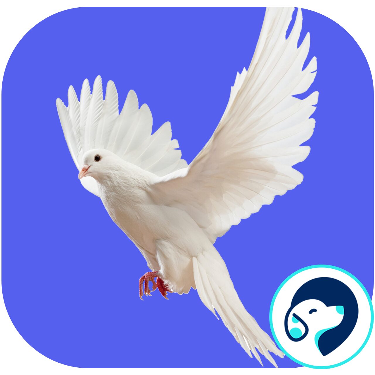 Porumbei - Pets Point