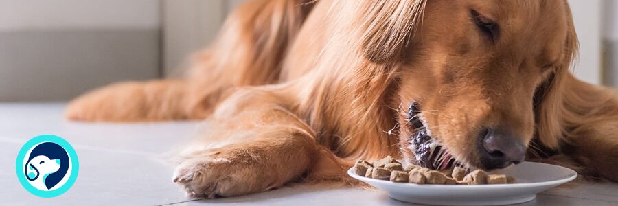 Hrana pentru câini - Ghidul complet pentru a alege cea mai potrivită hrană - Pets Point